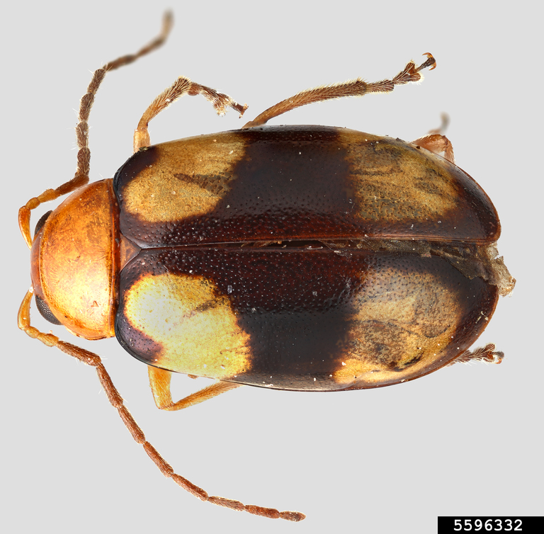 white spotted flea beetle (Monolepta signata)
