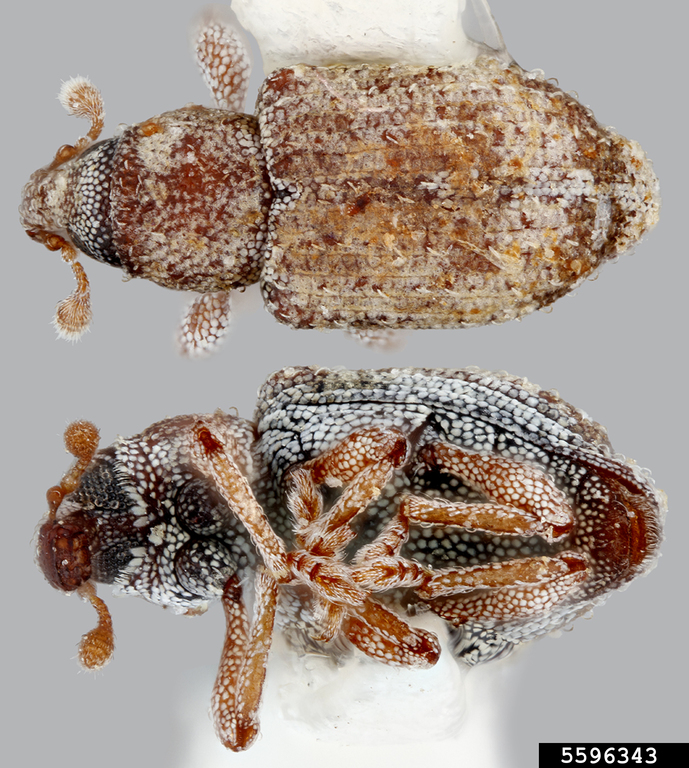 marsh weevil (Neohydronomus elegans)