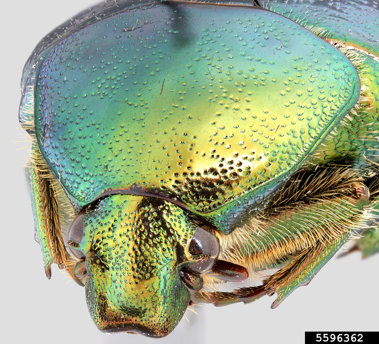 Midway emerald beetle (Protaetia pryeri (Janson))