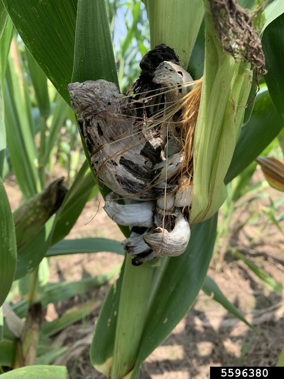 corn smut (Ustilago maydis (DC.) Corda)