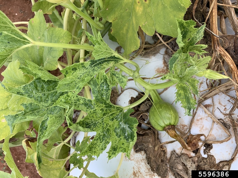 unknown virus
