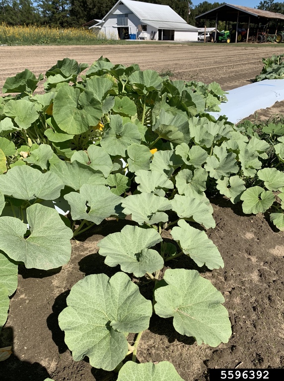 silverleaf whitefly (Bemisia argentifolii)