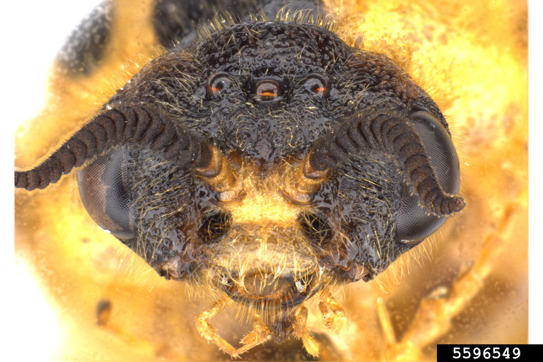 introduced pine sawfly (Diprion similis)