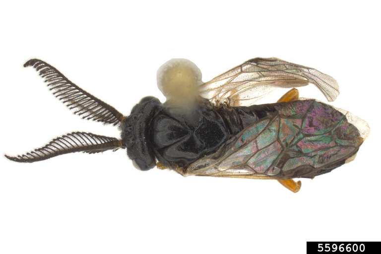 European pine sawfly (Neodiprion sertifer (Geoffroy))