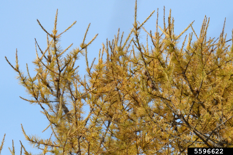 tamarack (Larix laricina (Du Roi) K. Koch)