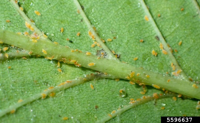 European elm scale (Gossyparia spuria Modeer 1778)