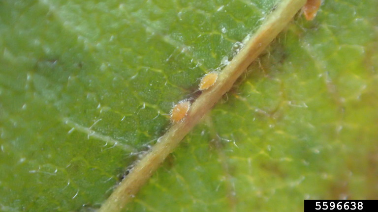 European elm scale (Gossyparia spuria Modeer 1778)