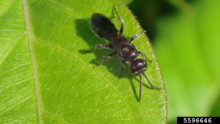 Tiphiid wasp (Tiphia vernalis Rohwer, 1924)