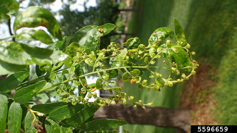 honeylocust plant bug (Blepharidopterus chlorionis)
