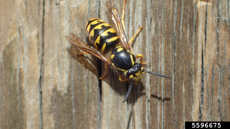 aerial yellowjacket (Dolichovespula arenaria (Fabricius))