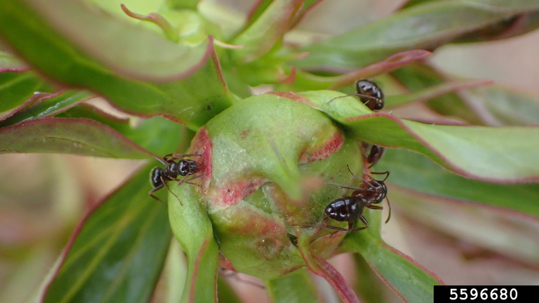 ants (Genus Formica)