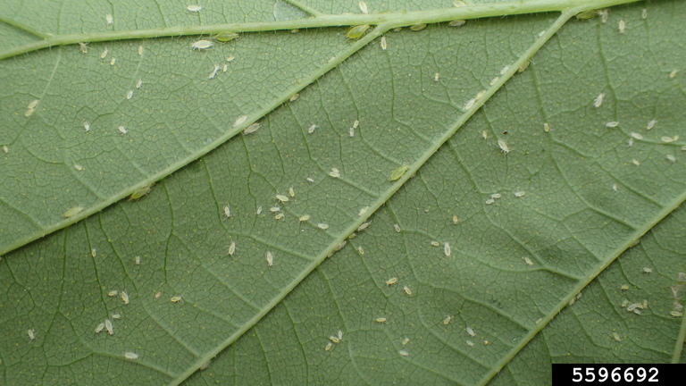 hop aphid (Phorodon humuli (Schrank, 1801))