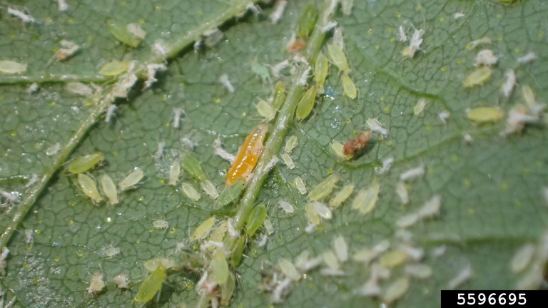 aphid predatory midge (Aphidoletes aphidimyza (Rondani, 1847))