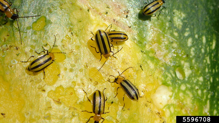 striped cucumber beetle (Acalymma vittatum)