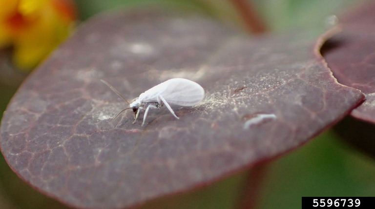 dusty-wings (Family Coniopterygidae)
