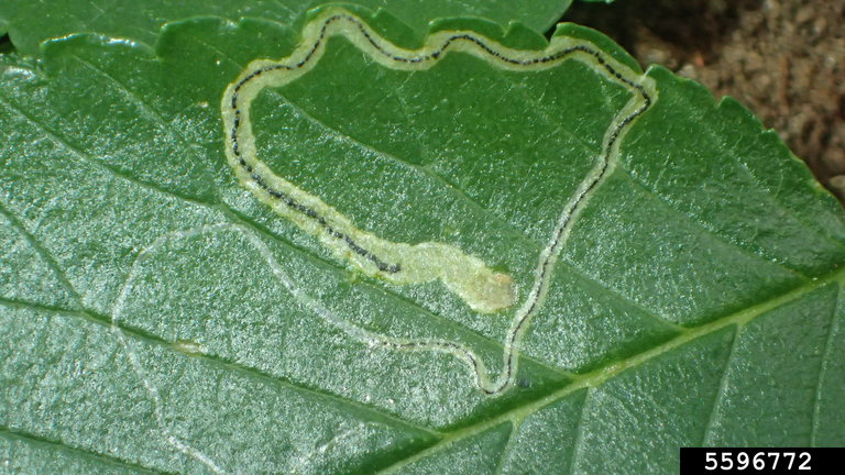 leafmining moth (Stigmella multispicata)