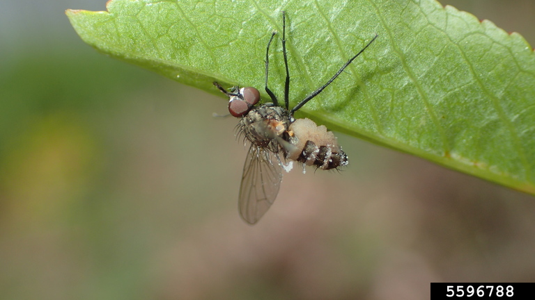 entomophagus fungi (Entomophthora muscae (Cohn) Fresen)