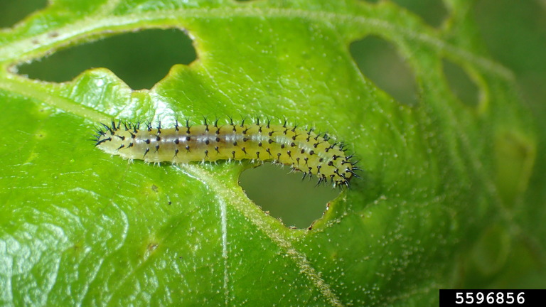 spiny oak sawfly (Periclista albicollis (Norton))