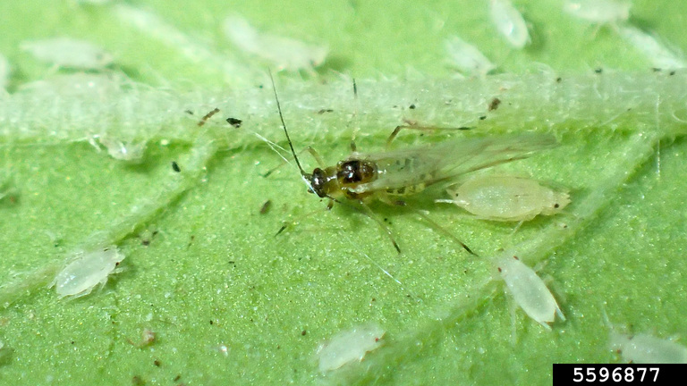 cannabis aphid (Phorodon cannabis)