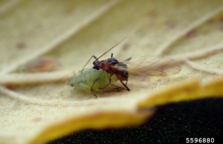 cannabis aphid (Phorodon cannabis)