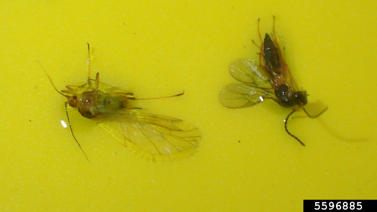 Braconid wasp (Aphidius ervi)