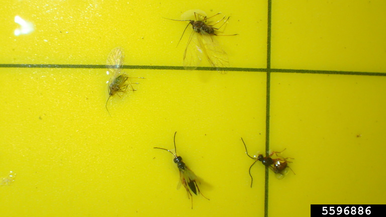 Braconid wasp (Aphidius ervi)