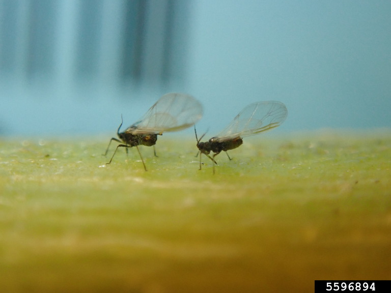 rice root aphid (Rhopalosiphum rufiabdominale)