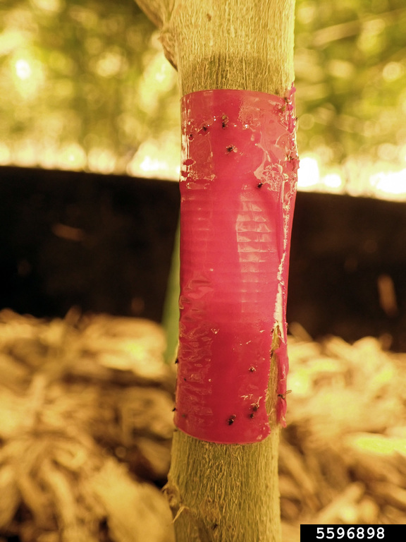 rice root aphid (Rhopalosiphum rufiabdominale ) on hemp/marijuana ...