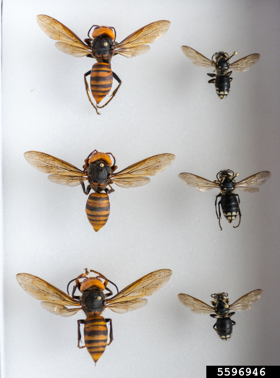 northern giant hornet (formerly Asian giant hornet) (Vespa mandarinia)