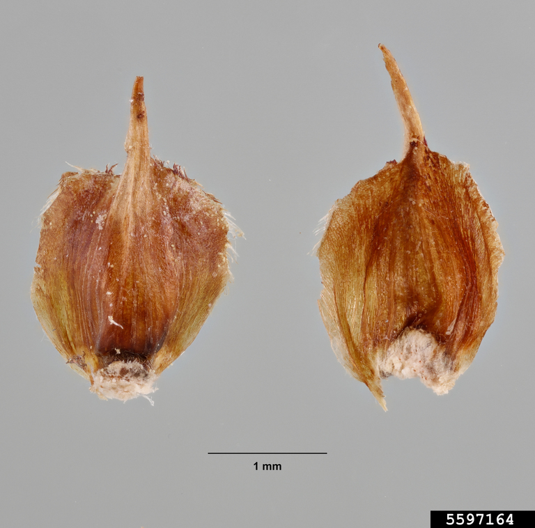 Cuban bulrush (Cyperus blepharoleptos Steud.)