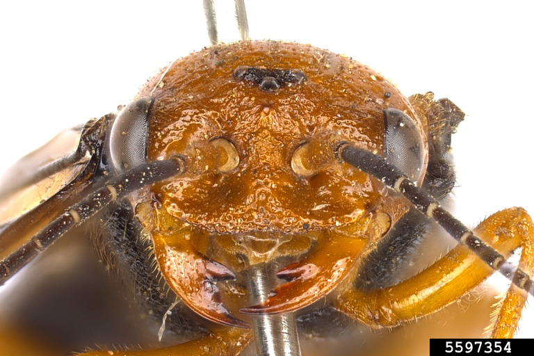 web-spinning sawfly (Cephalcia californica Middlekauff, 1958)