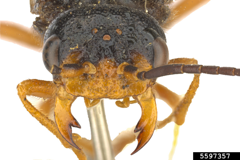 web-spinning sawfly (Cephalcia californica Middlekauff, 1958)