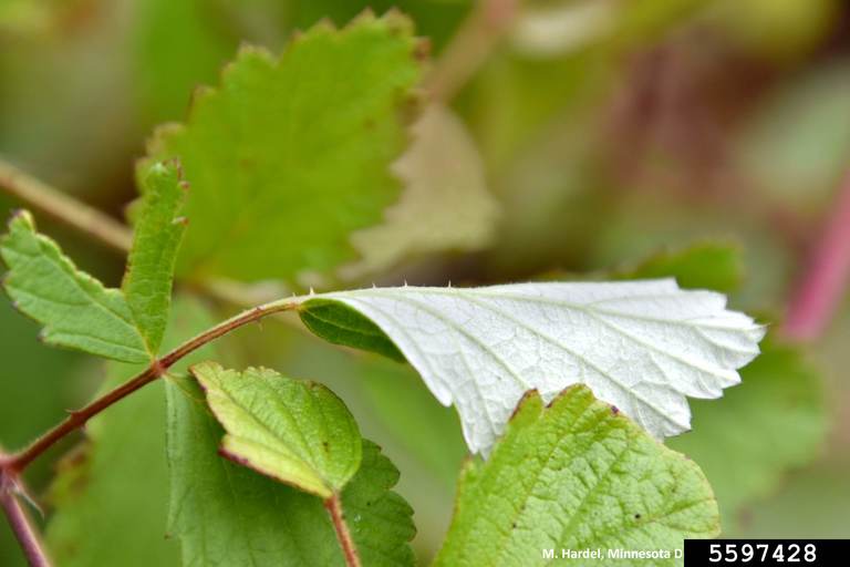 small-leaf bramble (Rubus parvifolius L.)