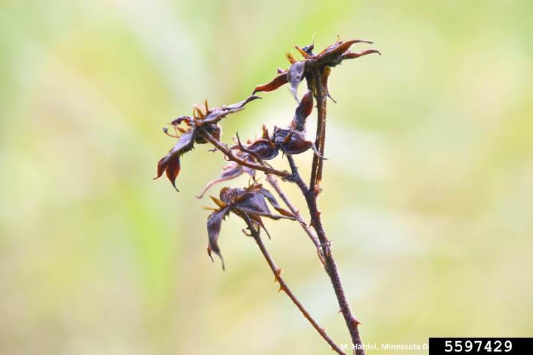 small-leaf bramble (Rubus parvifolius)