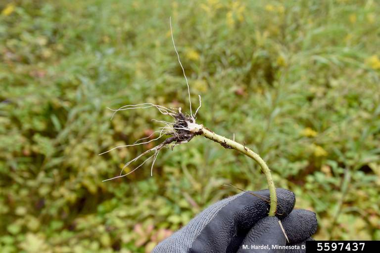 small-leaf bramble (Rubus parvifolius)