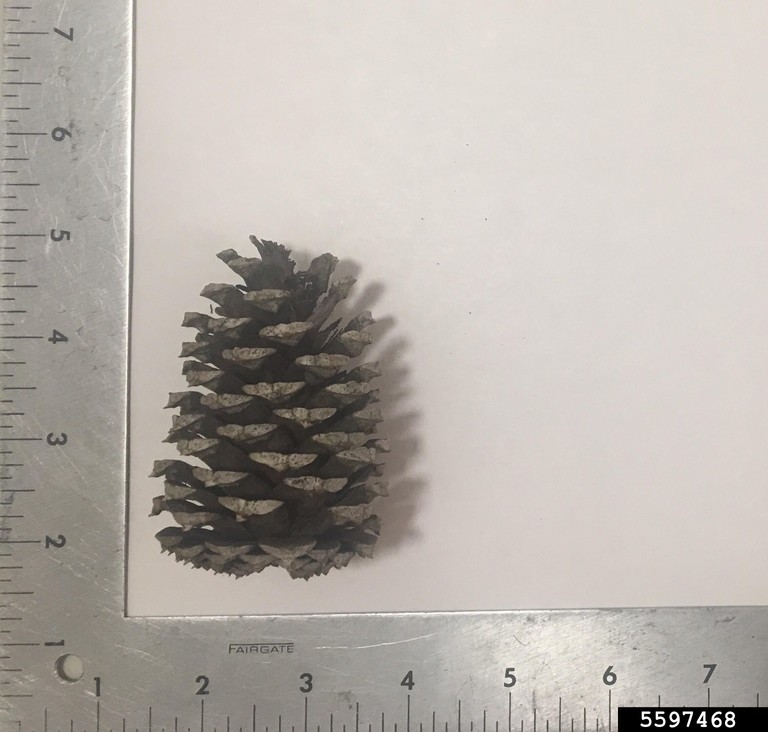 loblolly pine (Pinus taeda)