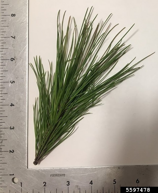 shortleaf pine (Pinus echinata)