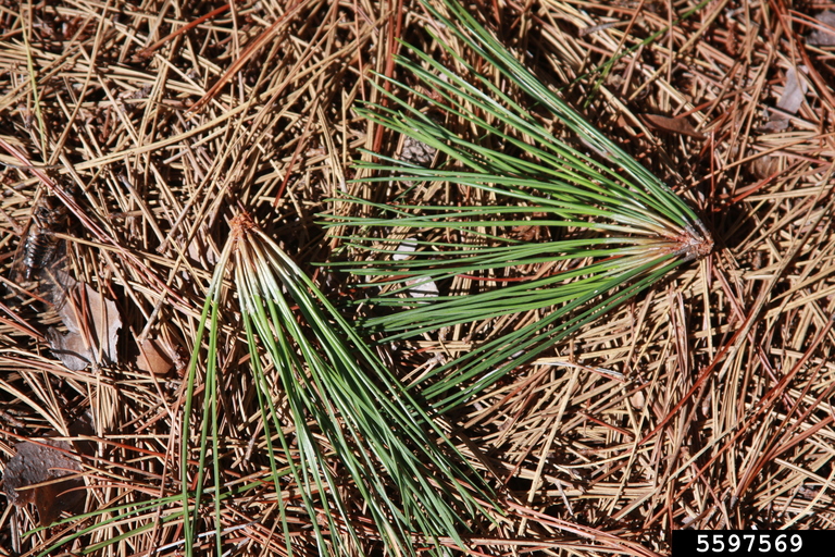red pine cone beetle (Conophthorus resinosae)
