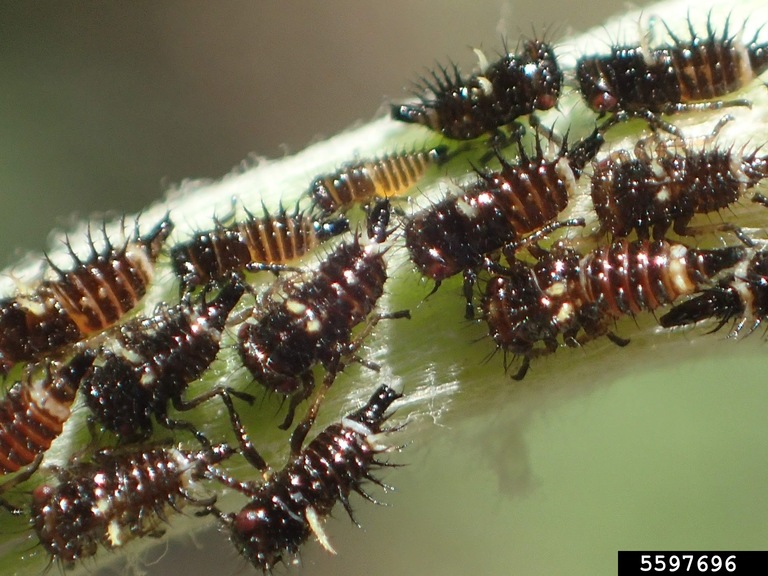 treehoppers (family Membracidae) (Family Membracidae)