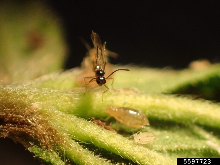 Braconid wasp (Aphidius ervi)