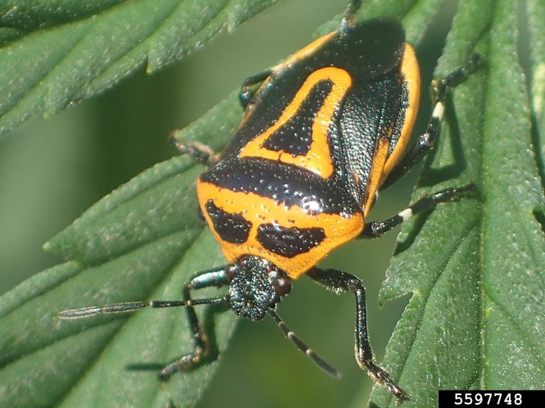 twospotted stink bug (Perillus bioculatus)