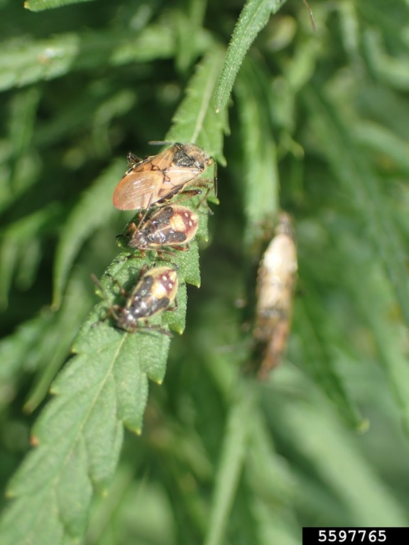 hyaline grass bug (Liorhyssus hyalinus (Fabricius))