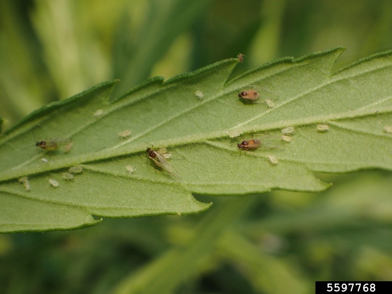 cannabis aphid (Phorodon cannabis (Passerini))