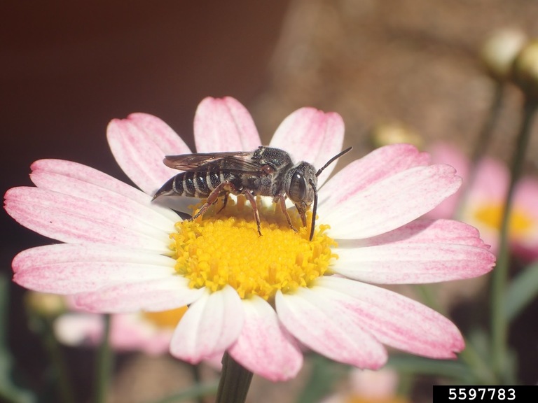 cuckcoo bees (Genus Coelioxys)