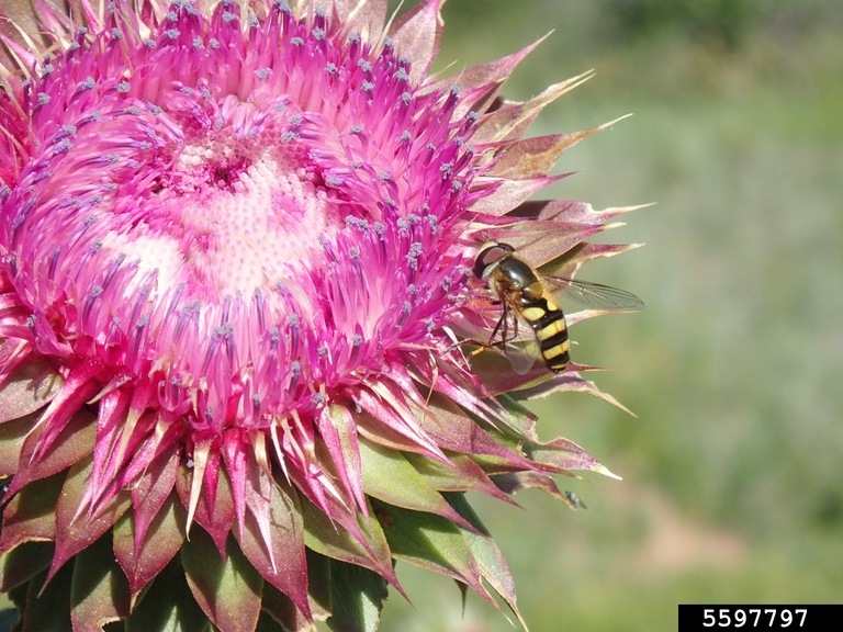syrphid or flower flies (Family Syrphidae)