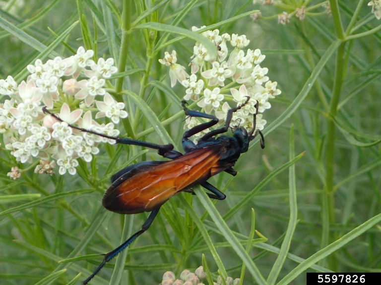 tarantula hawks (Genus Pepsis Fabricius, 1804)