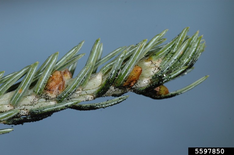 small-headed flies (Family Acroceridae)