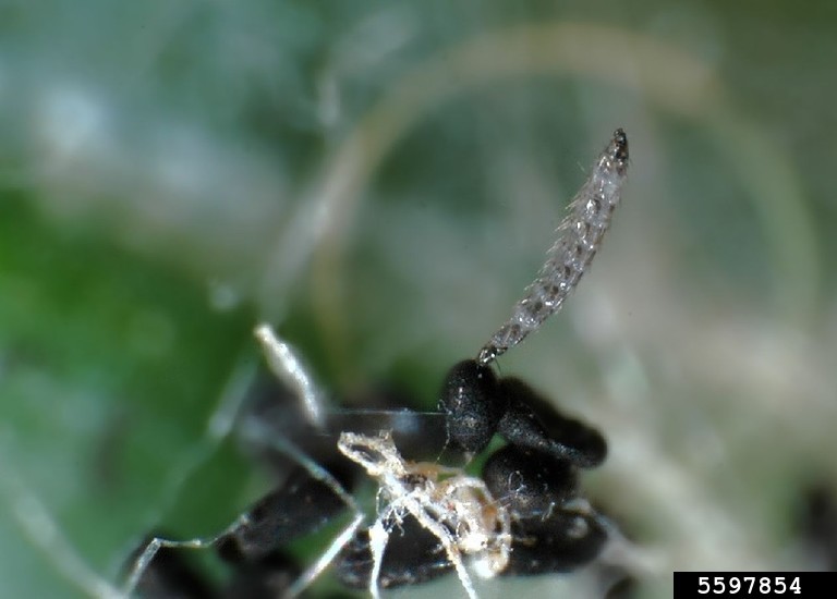 small-headed flies (Family Acroceridae)
