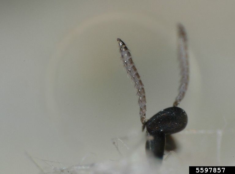 small-headed flies (Family Acroceridae)