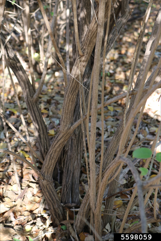 bush honeysuckles (exotic) (Genus Lonicera L.)